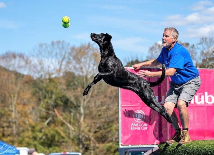 Labrador retriever finds success in competitions | News, Sports, Jobs ...